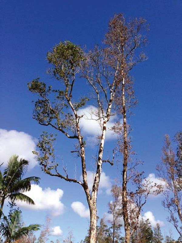 First Rapid Ohia Death case may not be Maui’s last | News, Sports, Jobs ...